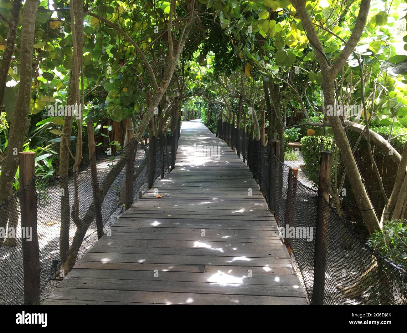 wooden bridge walkway.tree tunnel,Under the shady trees on the walking ...