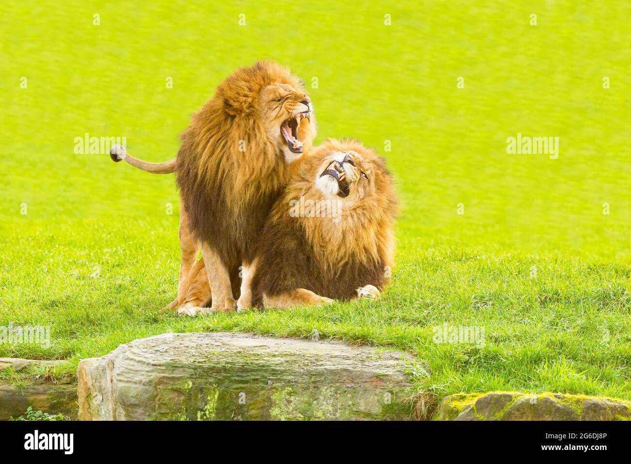 African Lion (Panthera leo) Two Male African Lions together Roaring ...