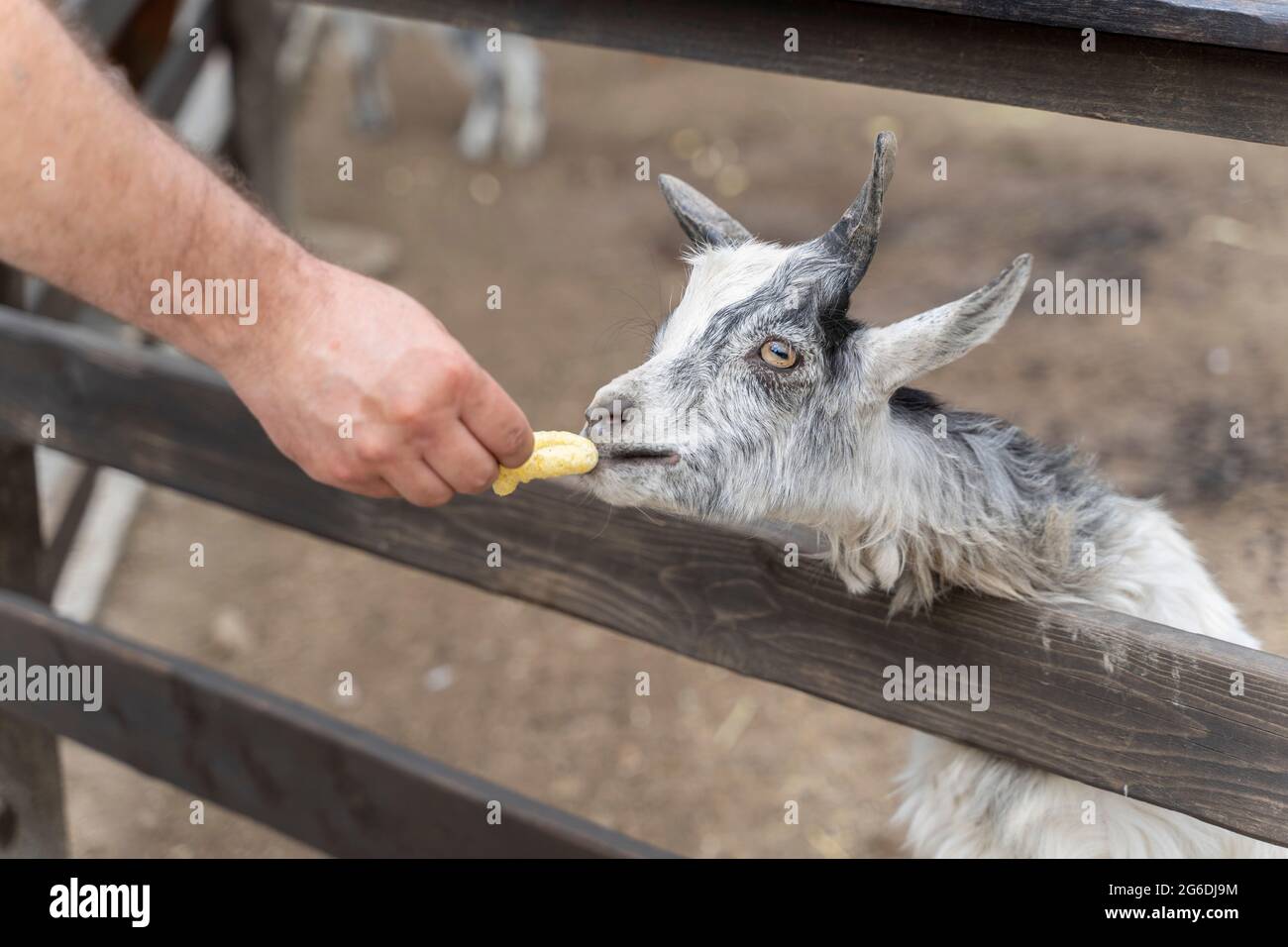 Young man feeding goat hi-res stock photography and images - Alamy