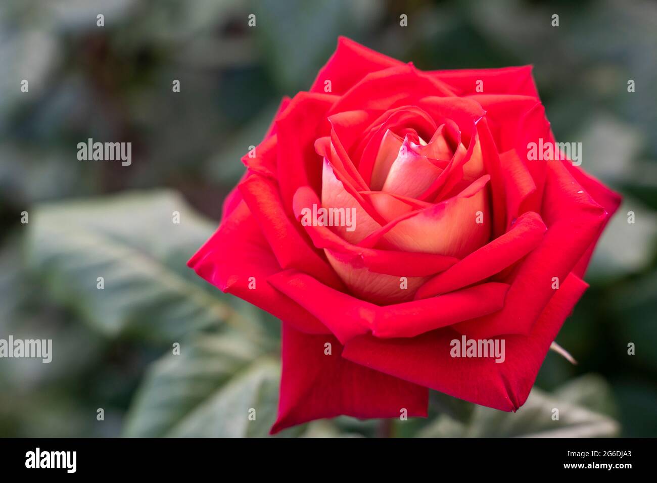 red rose on a background of green grass close up Stock Photo - Alamy