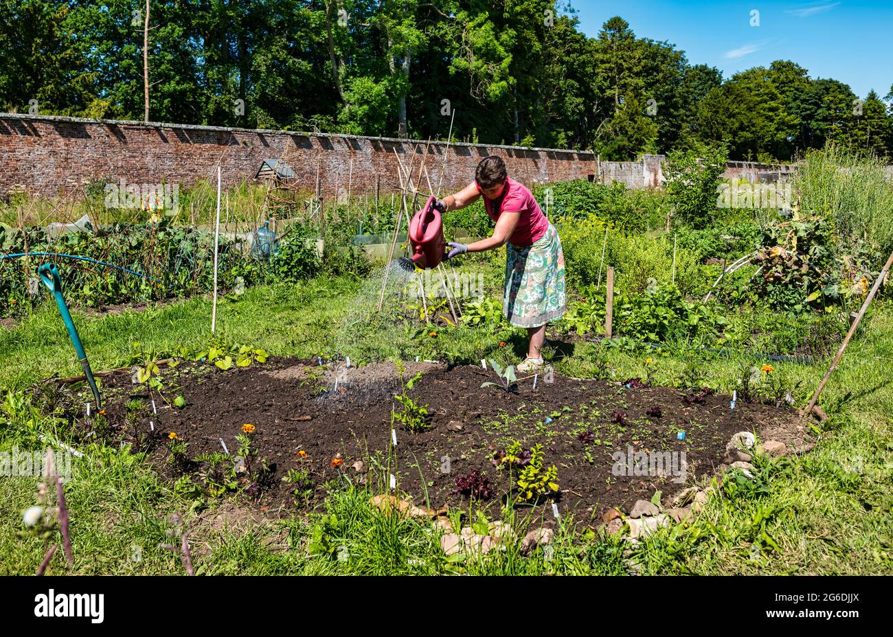 Allotment vegetable garden patch hi-res stock photography and images ...