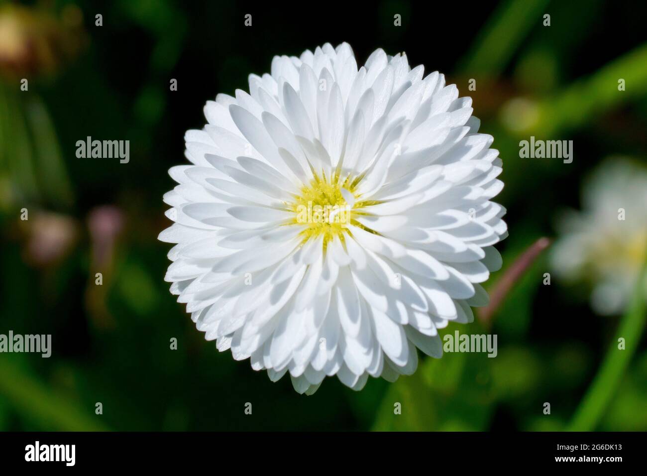 Daisy looking flower hi-res stock photography and images - Alamy