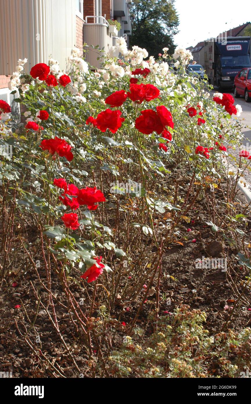 Red and white roses Kastrup Copenhagen Denmark Oct. 24,2005 .(Photo by ...
