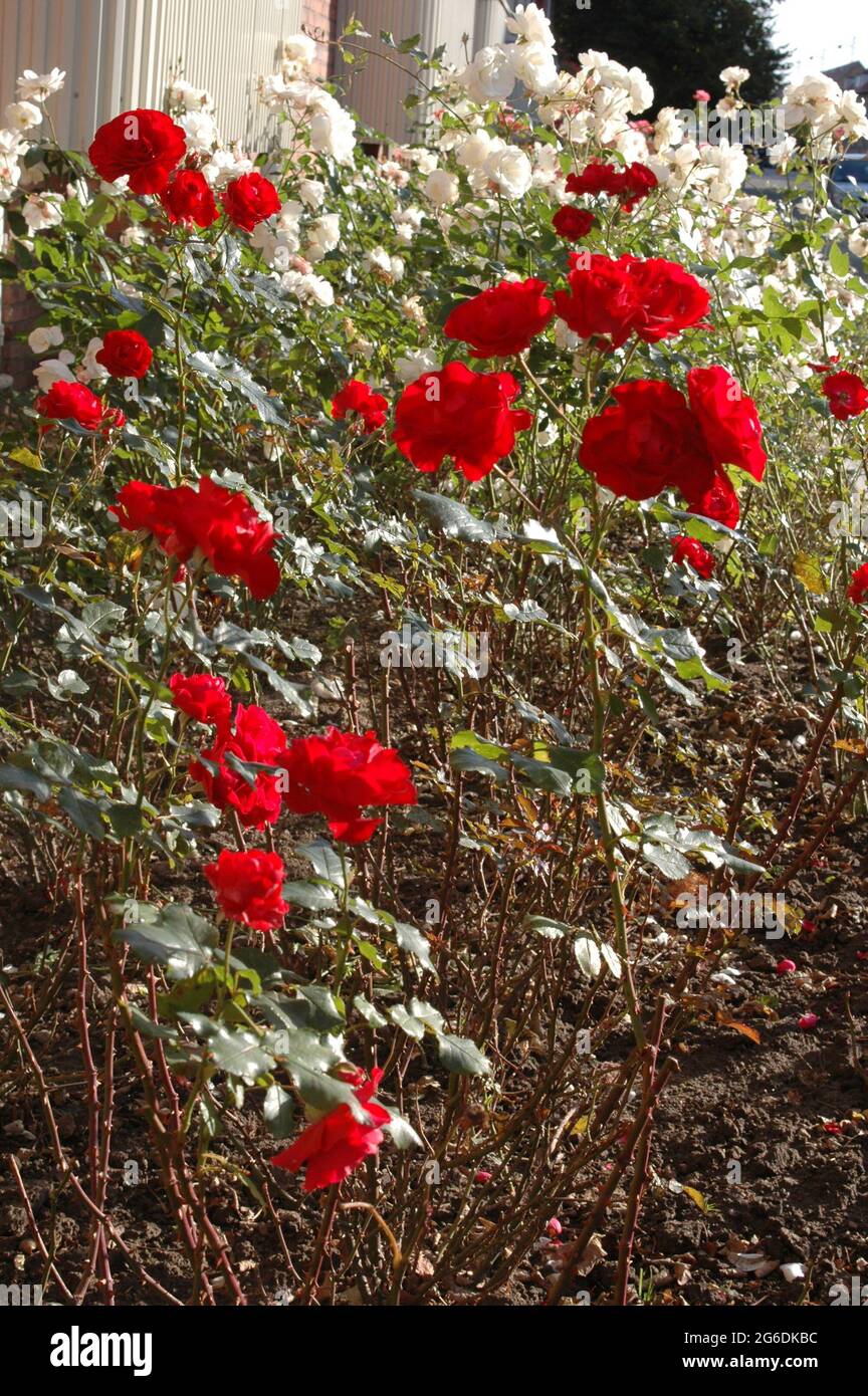 Red and white roses Kastrup Copenhagen Denmark Oct. 24,2005 .(Photo by ...