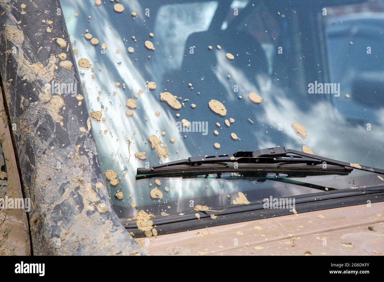 Dirty car with unwashed windshield in spots of dry mud, front part of ...