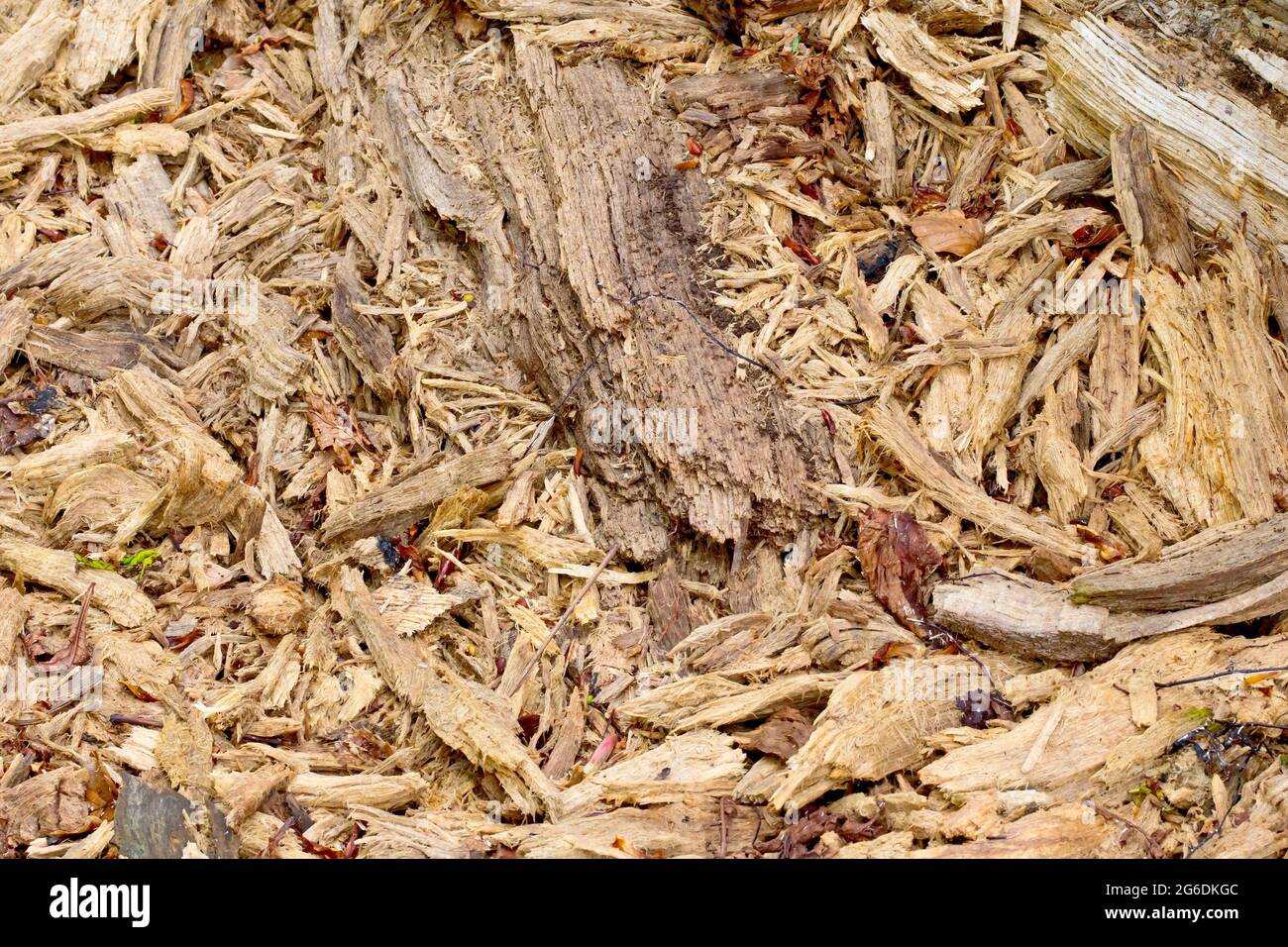 Rotted tree hi-res stock photography and images - Alamy
