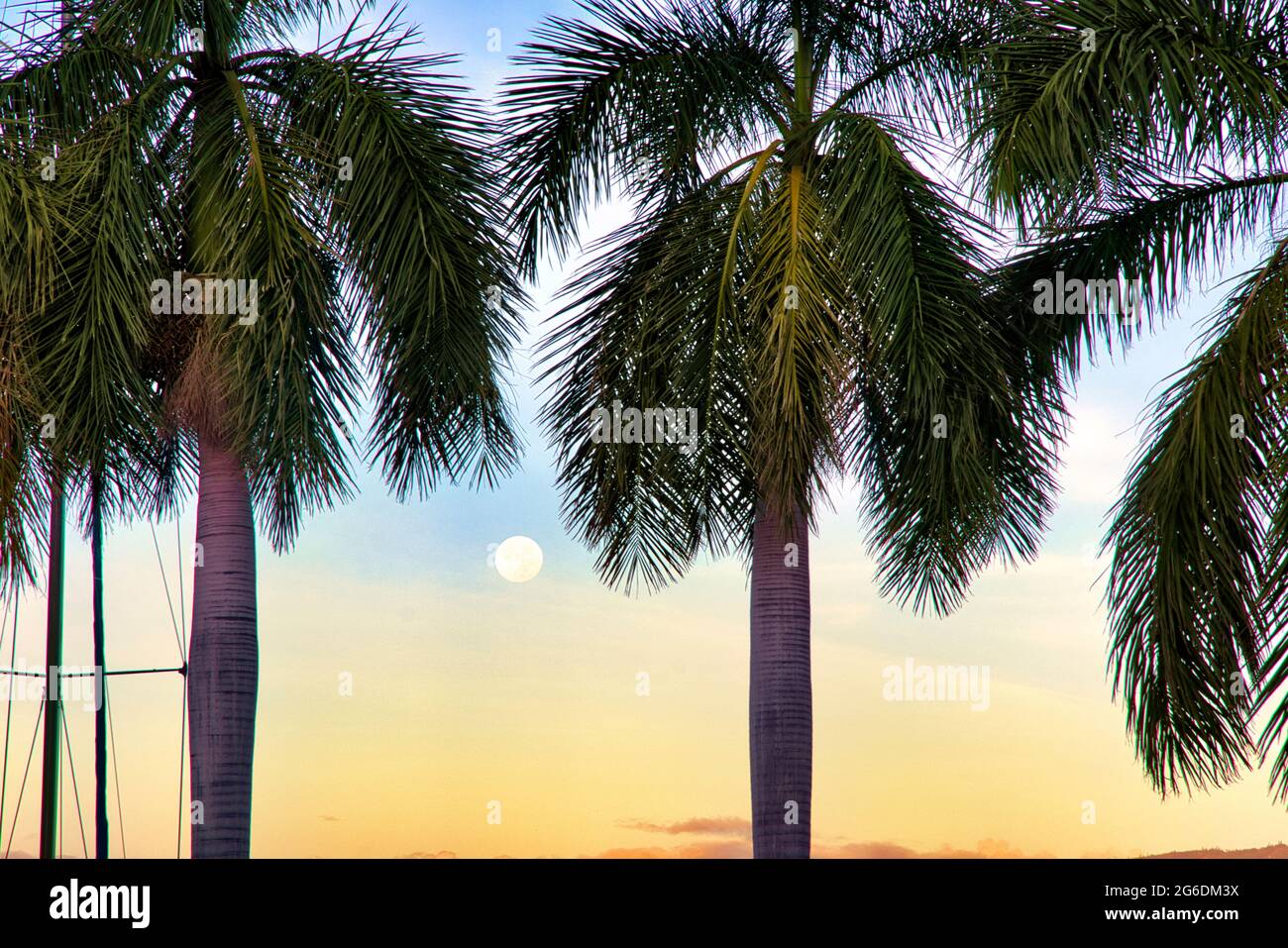 Moonlight through trees hi-res stock photography and images - Alamy