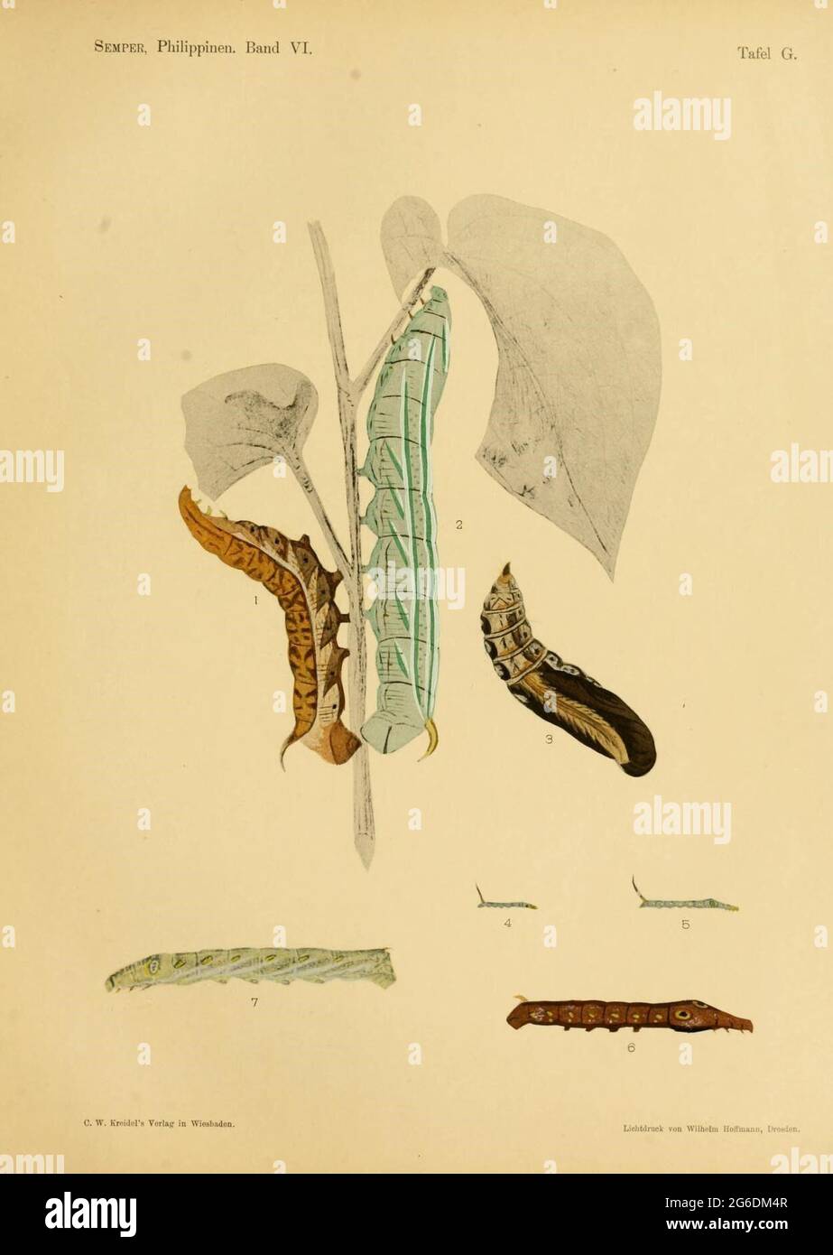 Philippine insect hi-res stock photography and images - Alamy