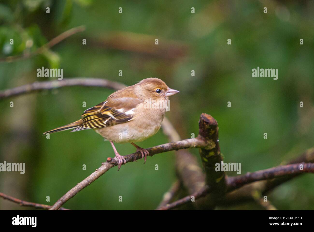 One chaffinch fledgling hi-res stock photography and images - Alamy