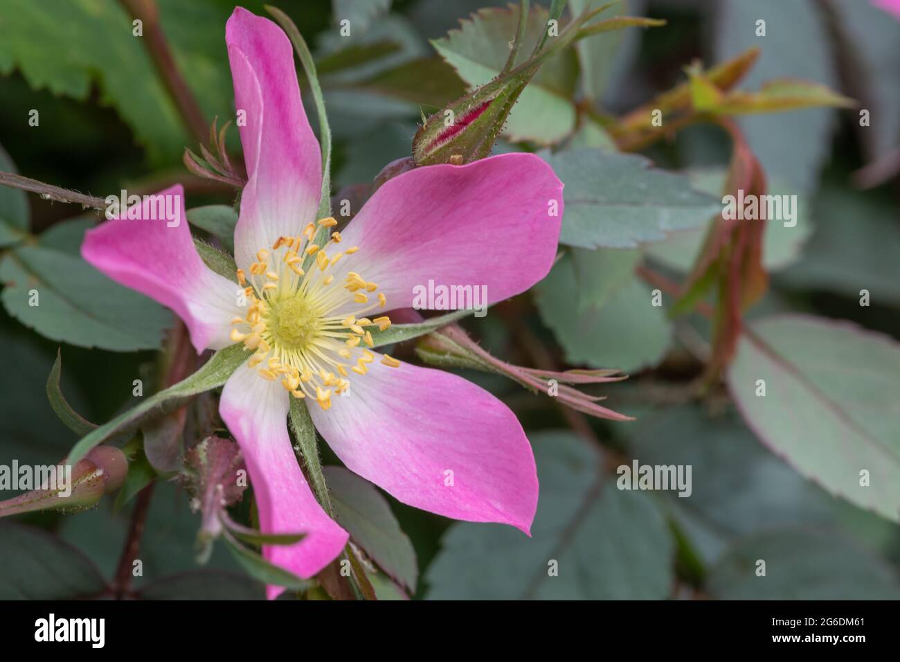 Close up of a red leaved rose (rosa glauca) flower in bloom Stock Photo ...