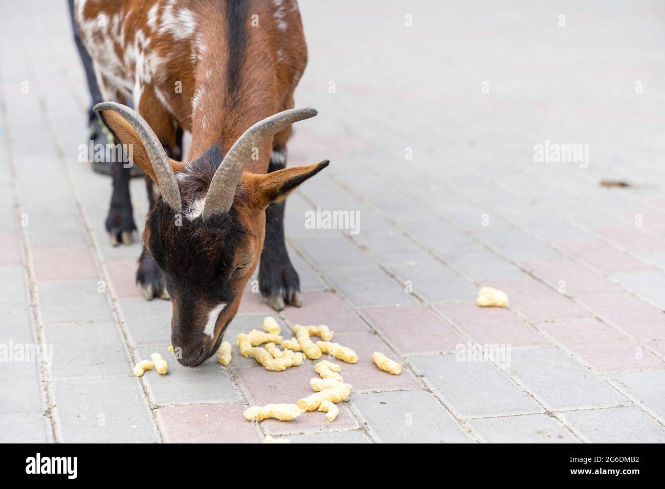 brown goat on the farm eating corn sticks Stock Photo - Alamy