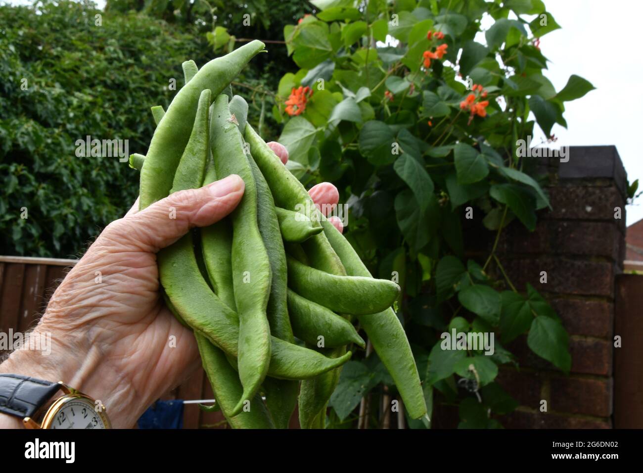 A handful of Runner beans which have been grown in a trug in the back ...
