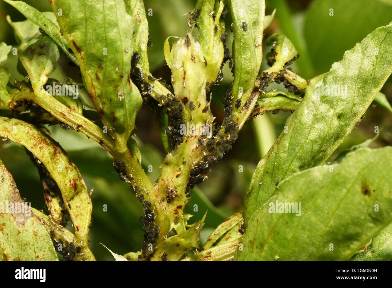 Aphids beans hi-res stock photography and images - Alamy