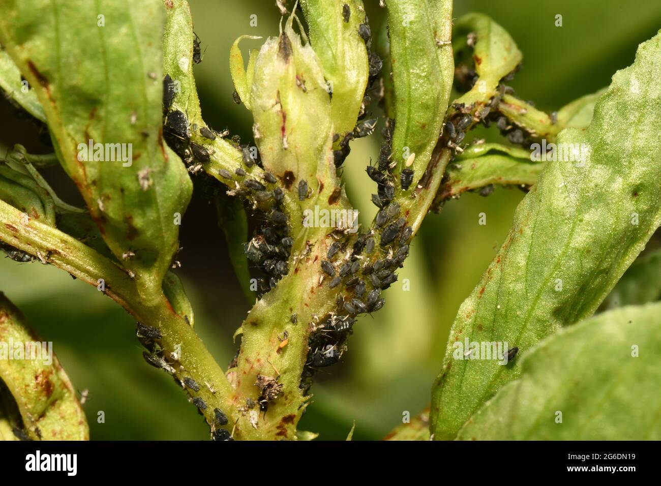Broad Bean plant being devastated by black fly, a tiny aphid which ...