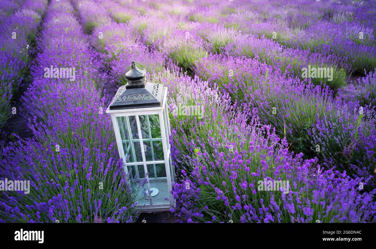 Blue lavender field, with decorative lamps and a gazebo Stock Photo - Alamy