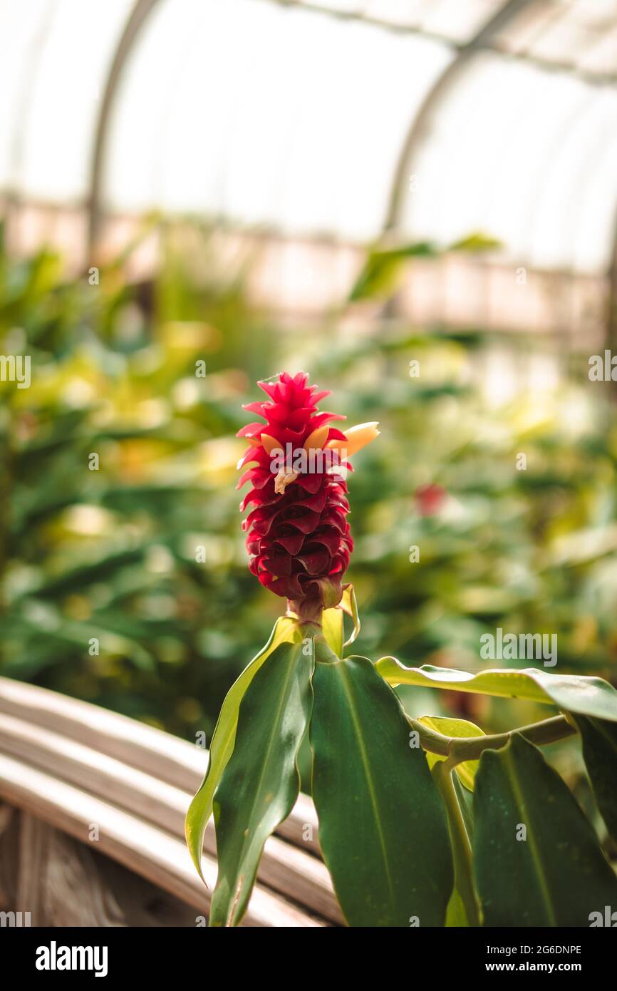 A red ginger plant in Brookside Gardens, Maryland Stock Photo - Alamy