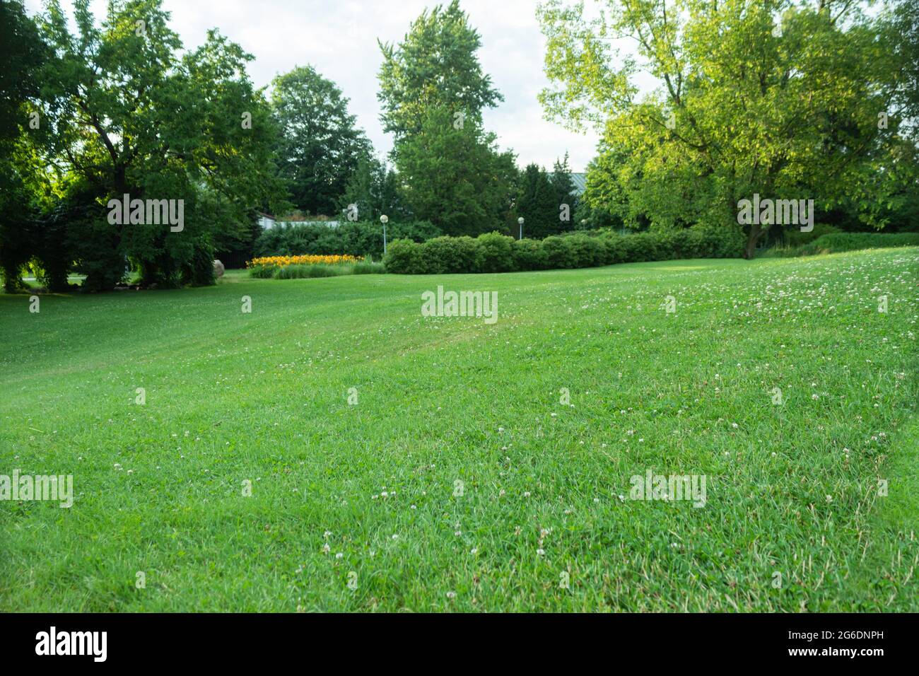 Beautiful park landscape with lawn and trees. Manicured lawn and trees ...