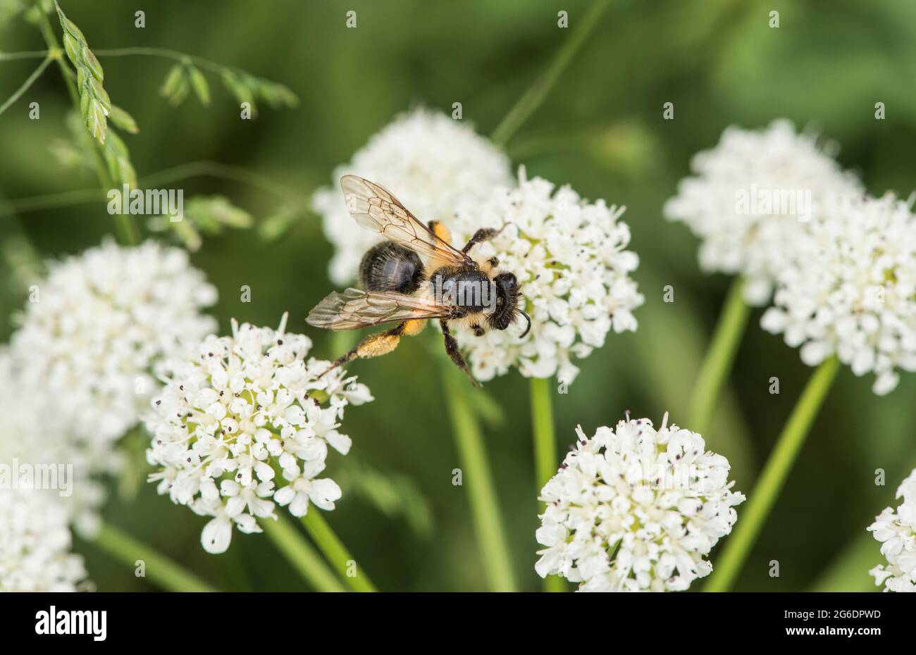 Andrena sp hi-res stock photography and images - Alamy