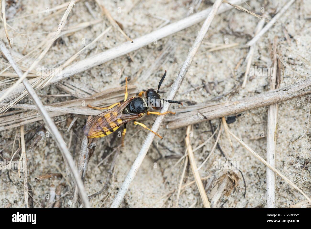 Solitary wasp bee wolf hi-res stock photography and images - Alamy