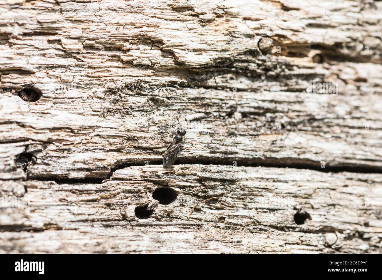Scissor Bee (Chelostoma sp) on a tree-trunk being used as a nesting ...