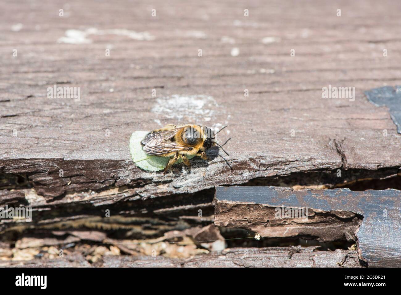 A Leaf-Cutter Bee with a piece of cut leaf that it took into its nest ...