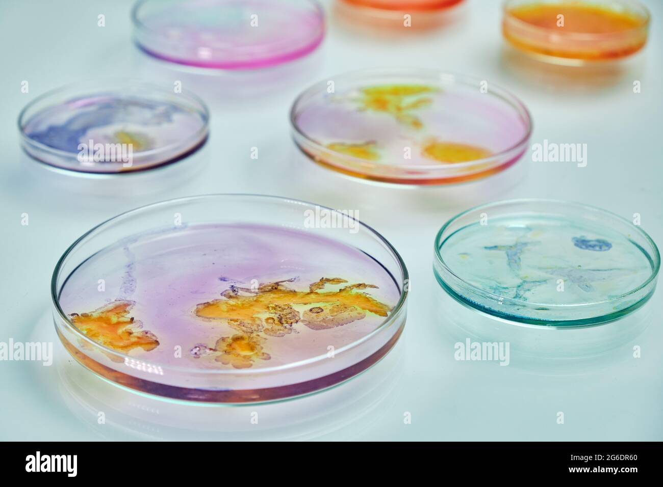 Petri dishes with colorful media for bacteria Stock Photo - Alamy
