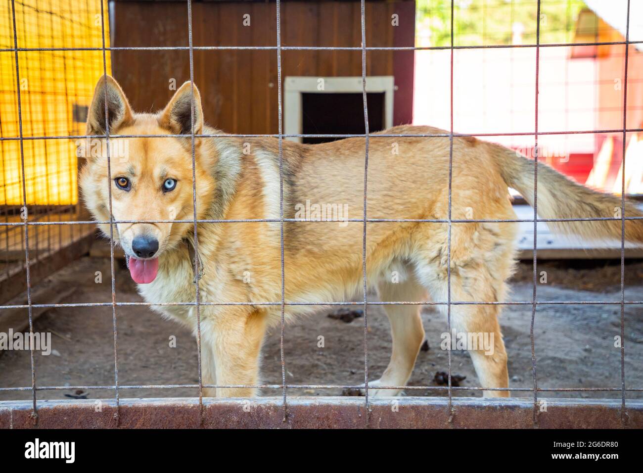 Homeless dog in cage at the animal shelter, Russia Stock Photo - Alamy
