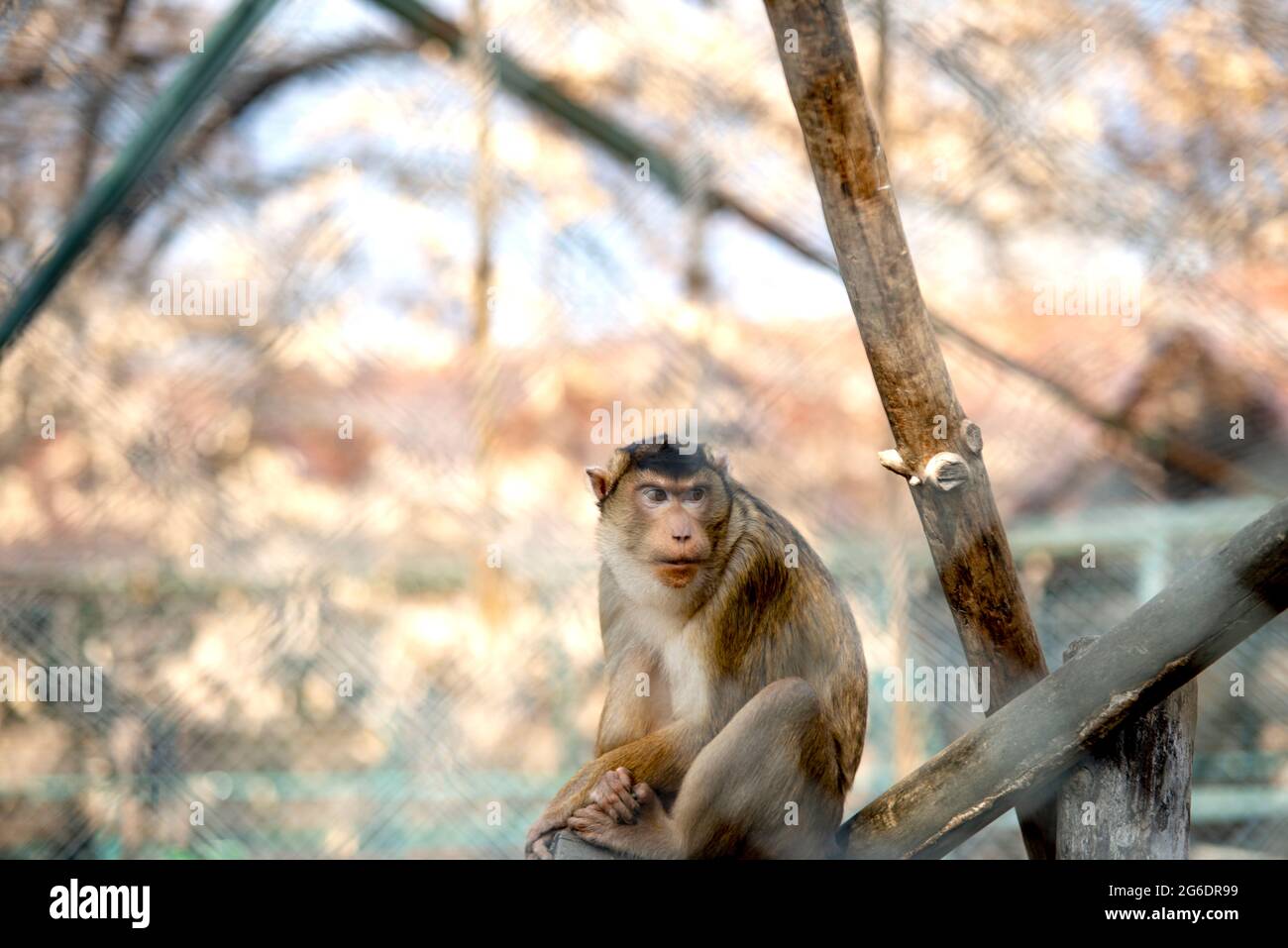 Monkey keeper zoo hi-res stock photography and images - Alamy