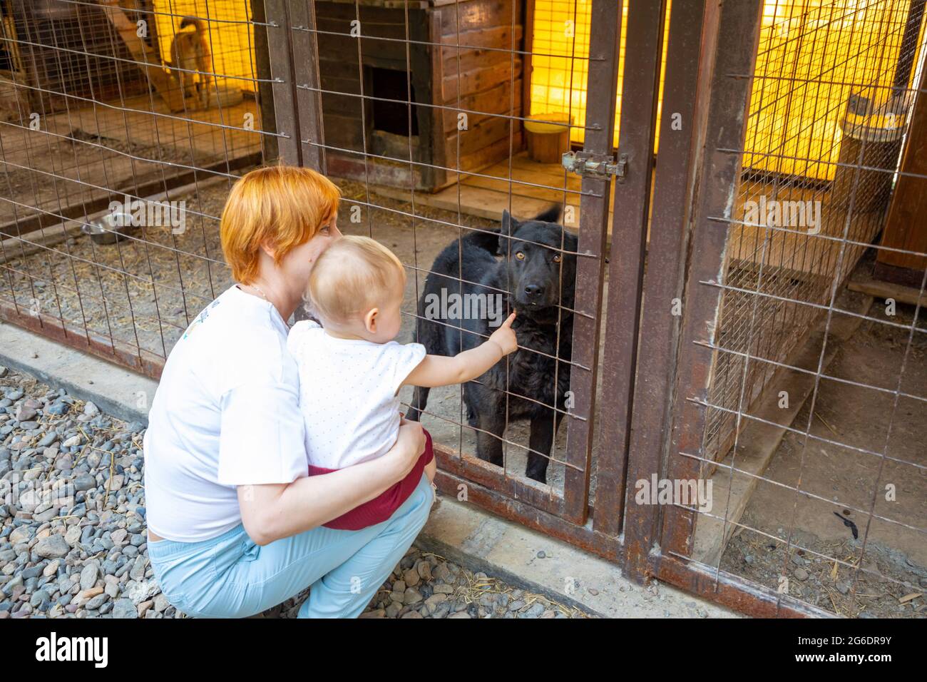 Choosing of homeless dog in cage at the animal shelter, Russia Stock ...