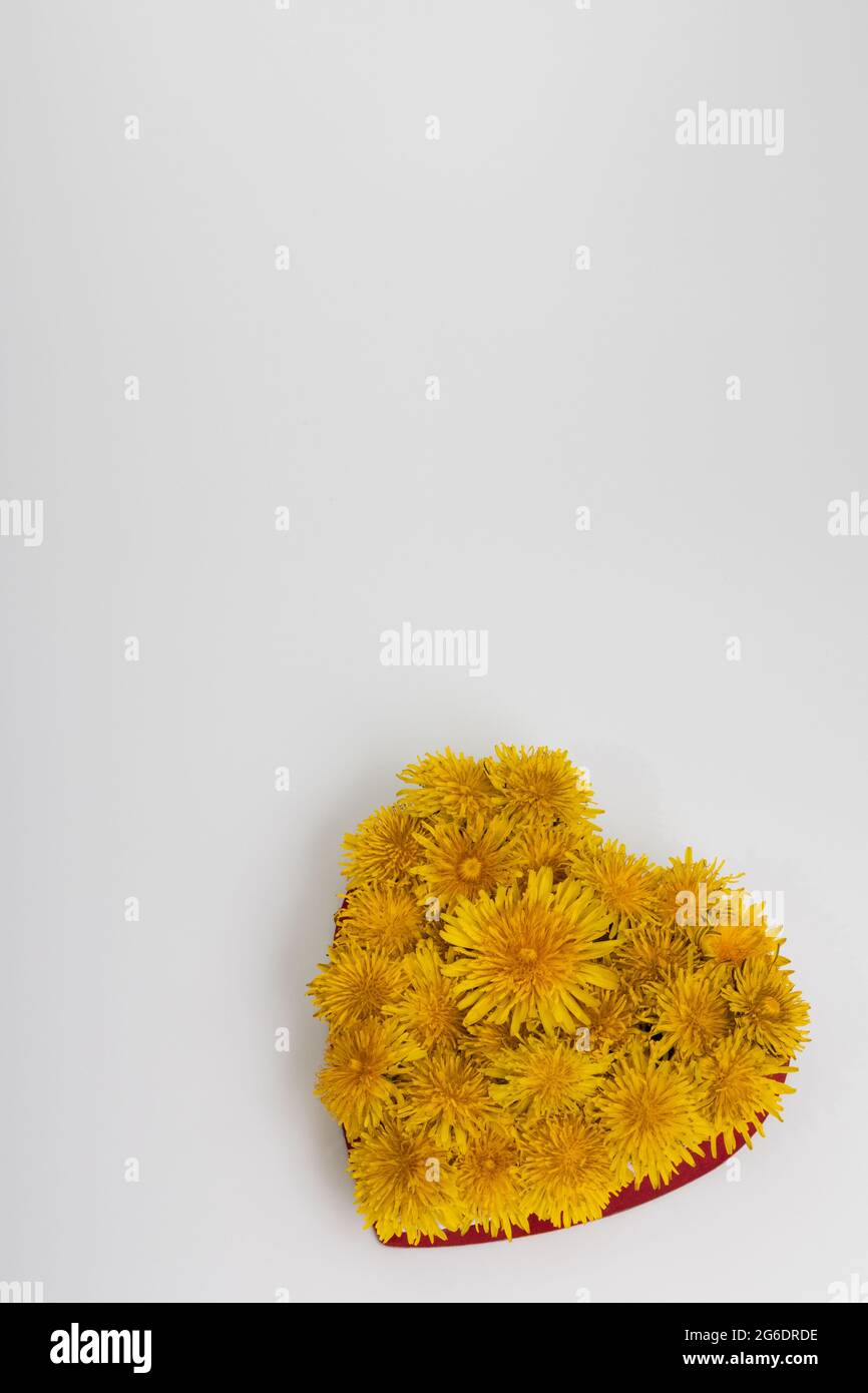Kulbaba flowers in a shape of heart Stock Photo - Alamy