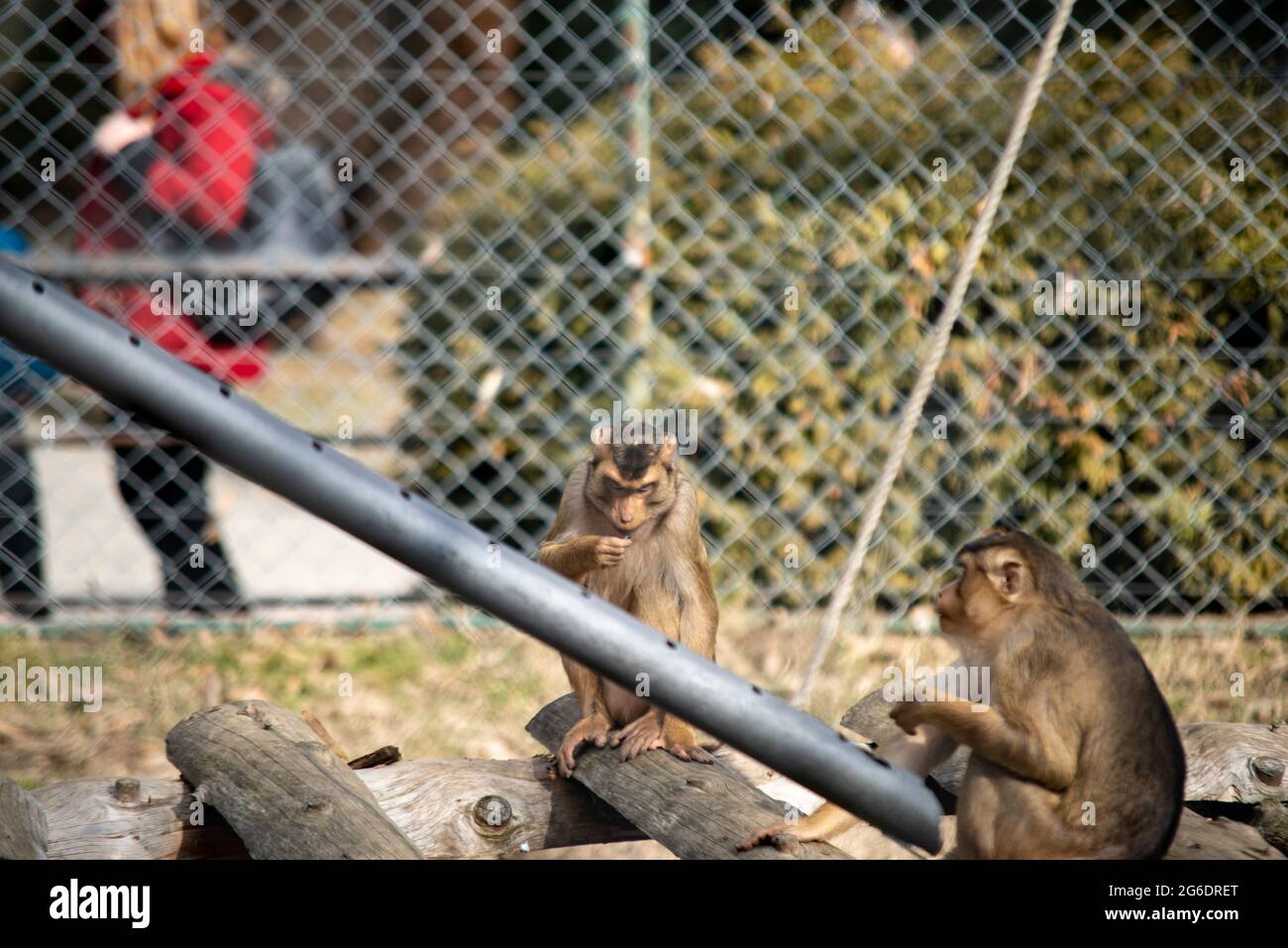 Monkey eating chips hi-res stock photography and images - Alamy