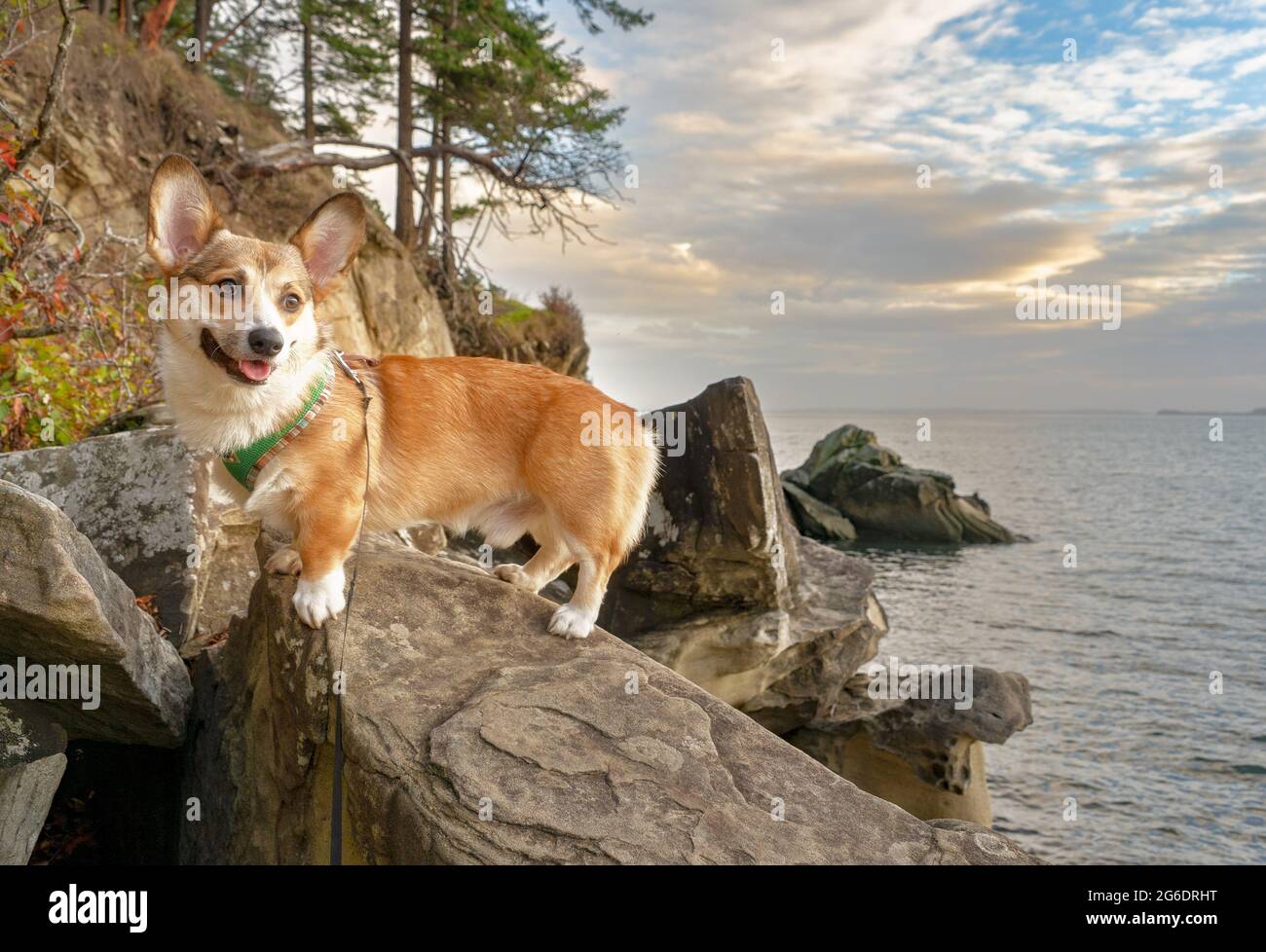 Popular breeds hi-res stock photography and images - Alamy