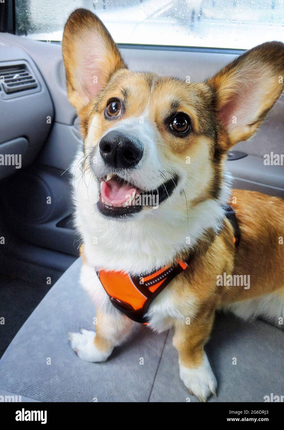 Pembroke Welsh Cogi are one of the most popular breeds in America Stock ...