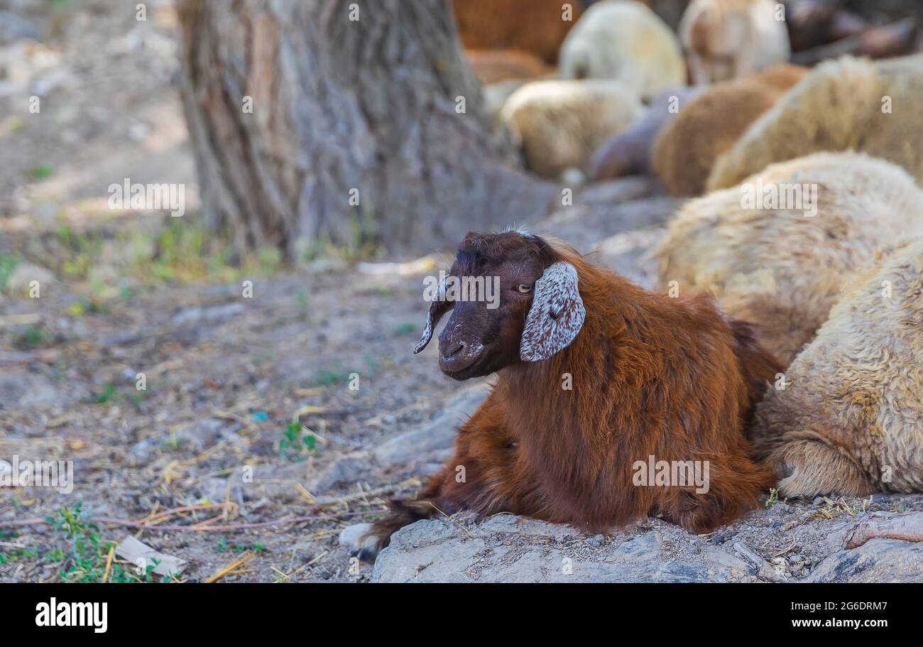 Young funny sheep hi-res stock photography and images - Alamy