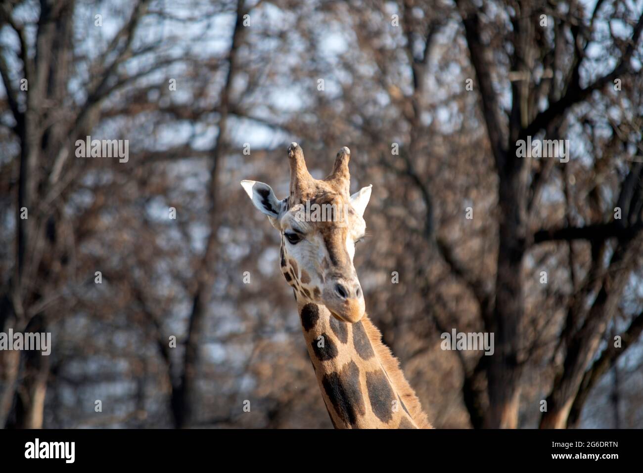 Close up view trees in hi-res stock photography and images - Alamy