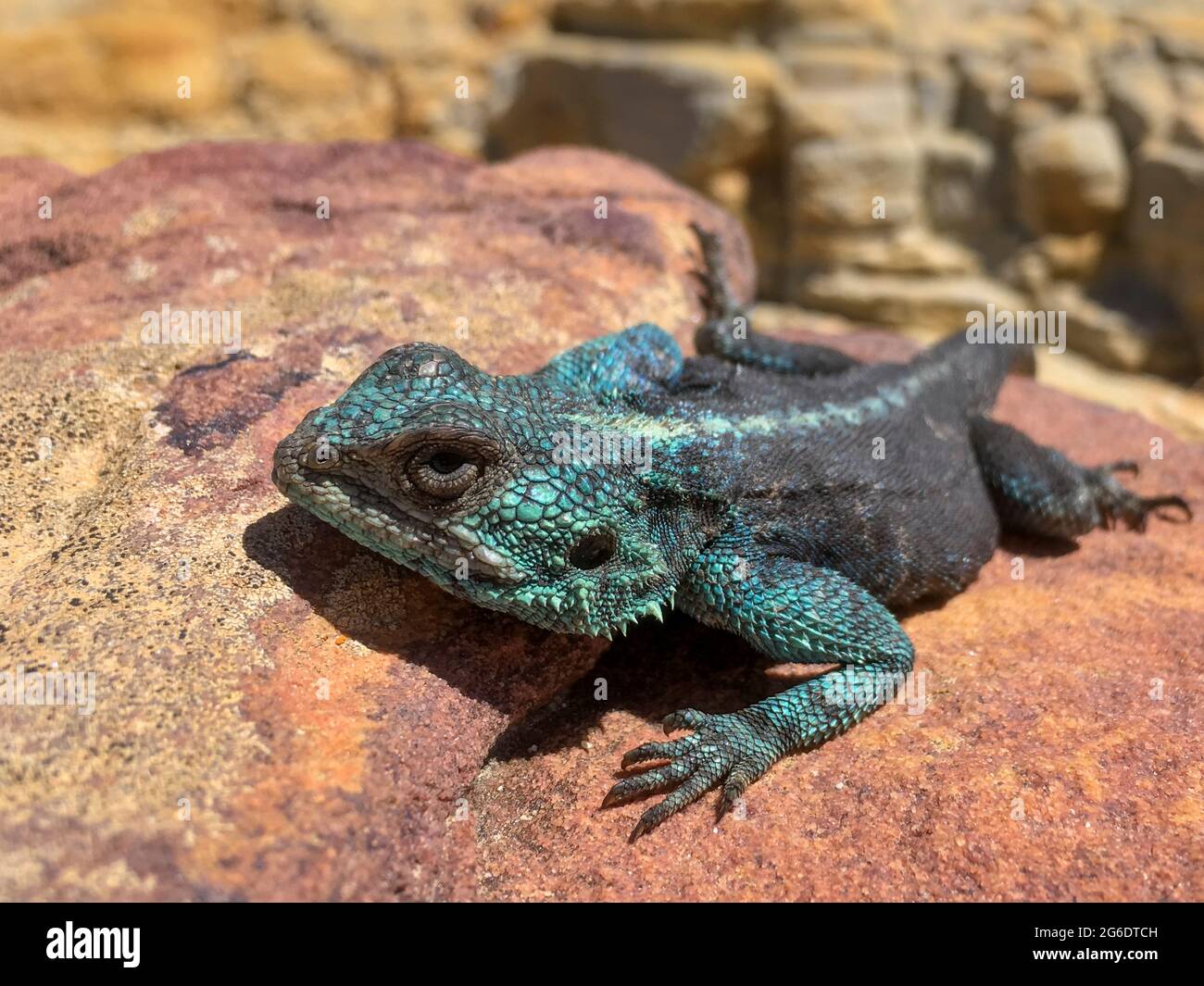Mountain lizard south africa hi-res stock photography and images - Alamy