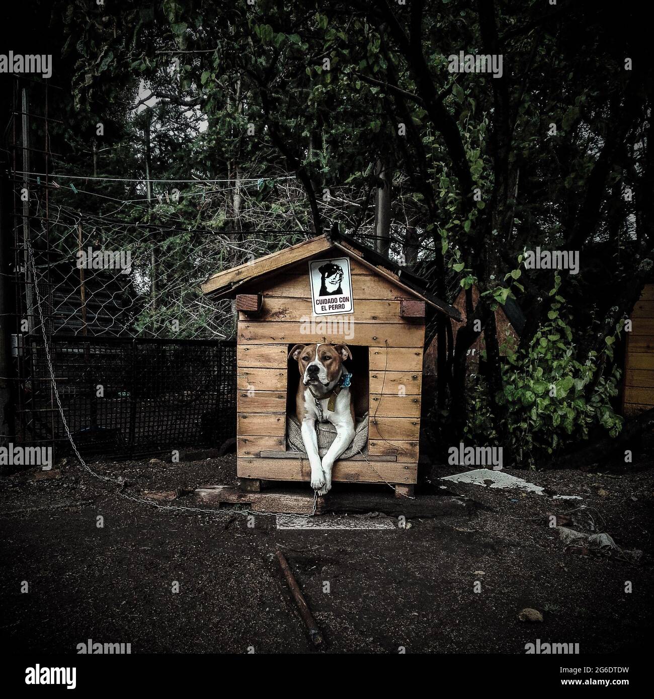 Bulldog dog sitting inside a wooden dog house in the garden at night ...