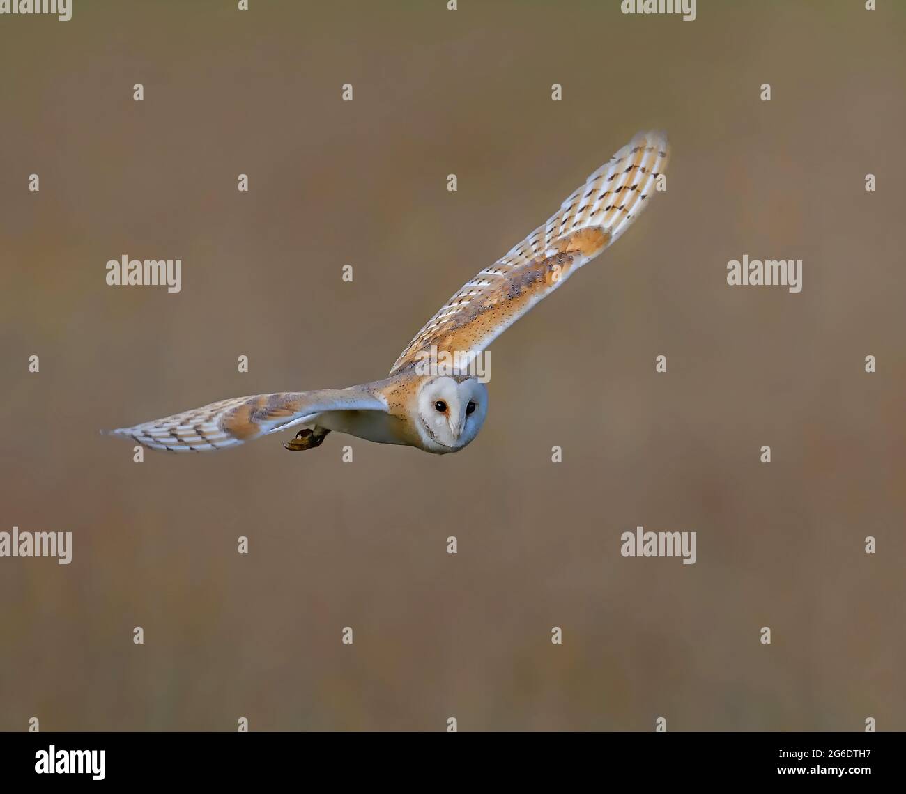 Barn Owl Hunting Stock Photo - Alamy