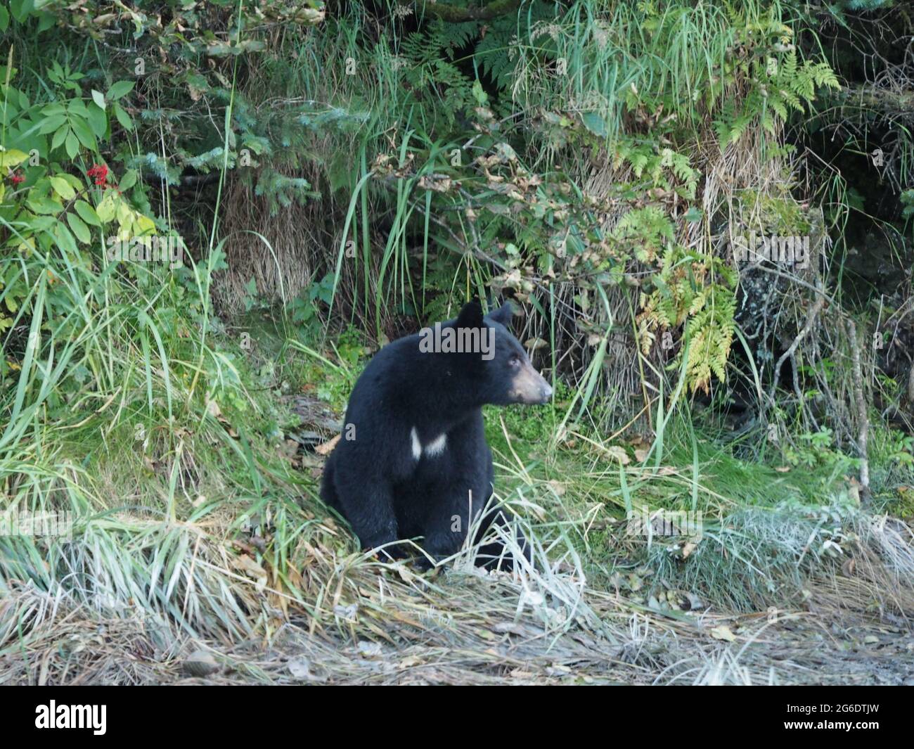 Cute view of a black bear sitting on the grass under the tree in the ...