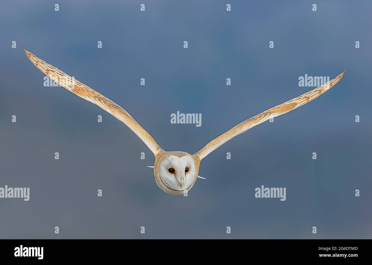 Barn Owl Hunting Stock Photo - Alamy