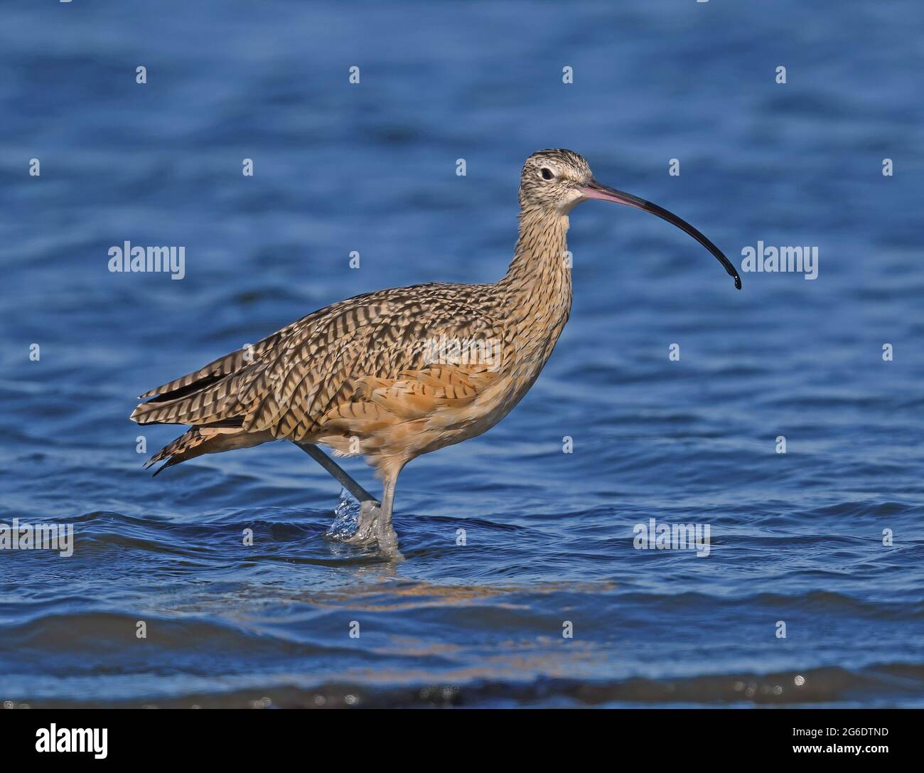 Sickle billed bird hi-res stock photography and images - Alamy