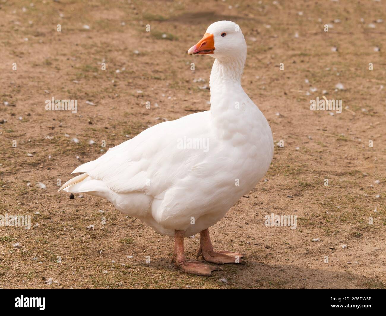 Breed czech goose hi-res stock photography and images - Alamy
