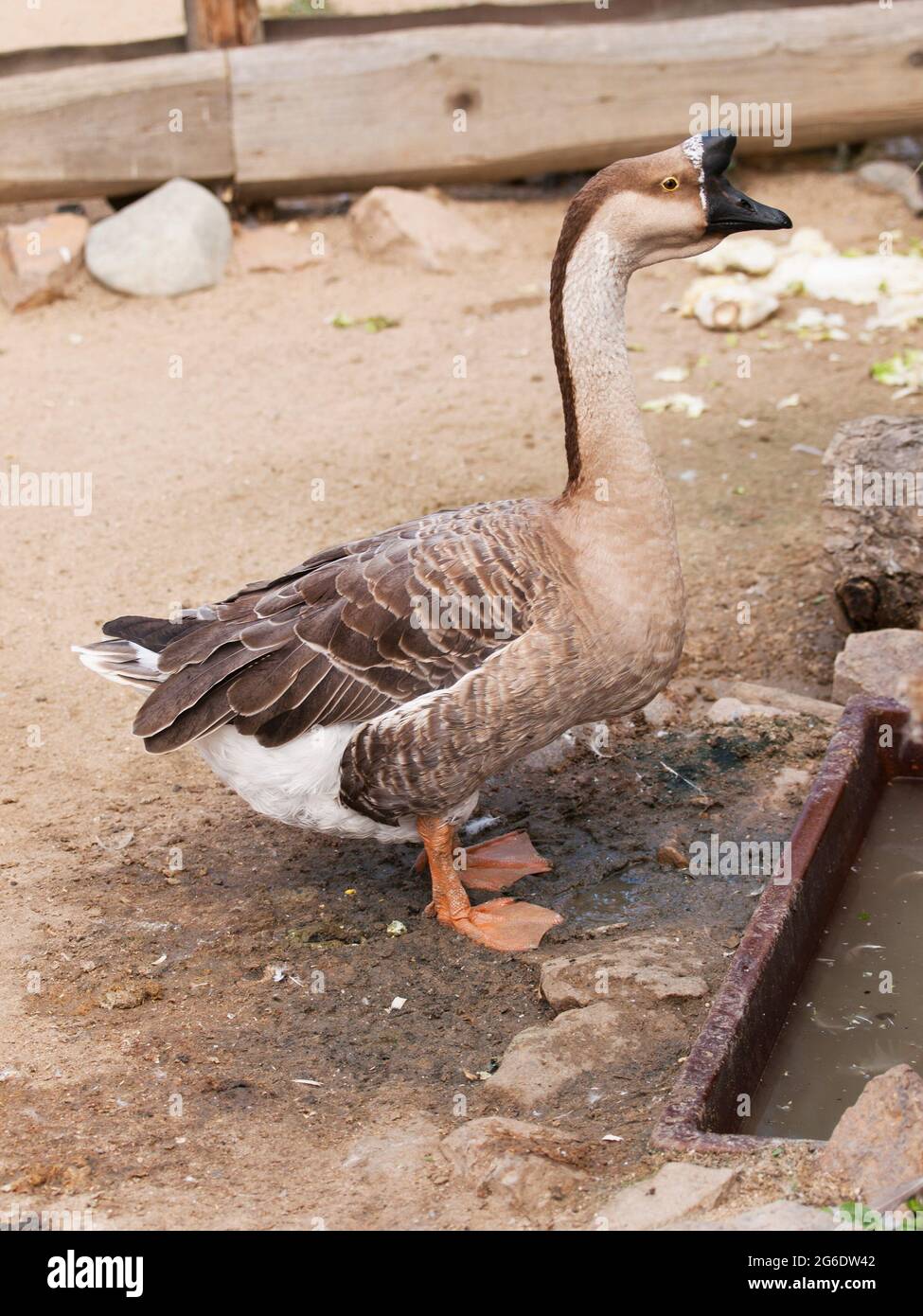 Chinese goose gander with typical basal knob - Anser cygnoides f ...