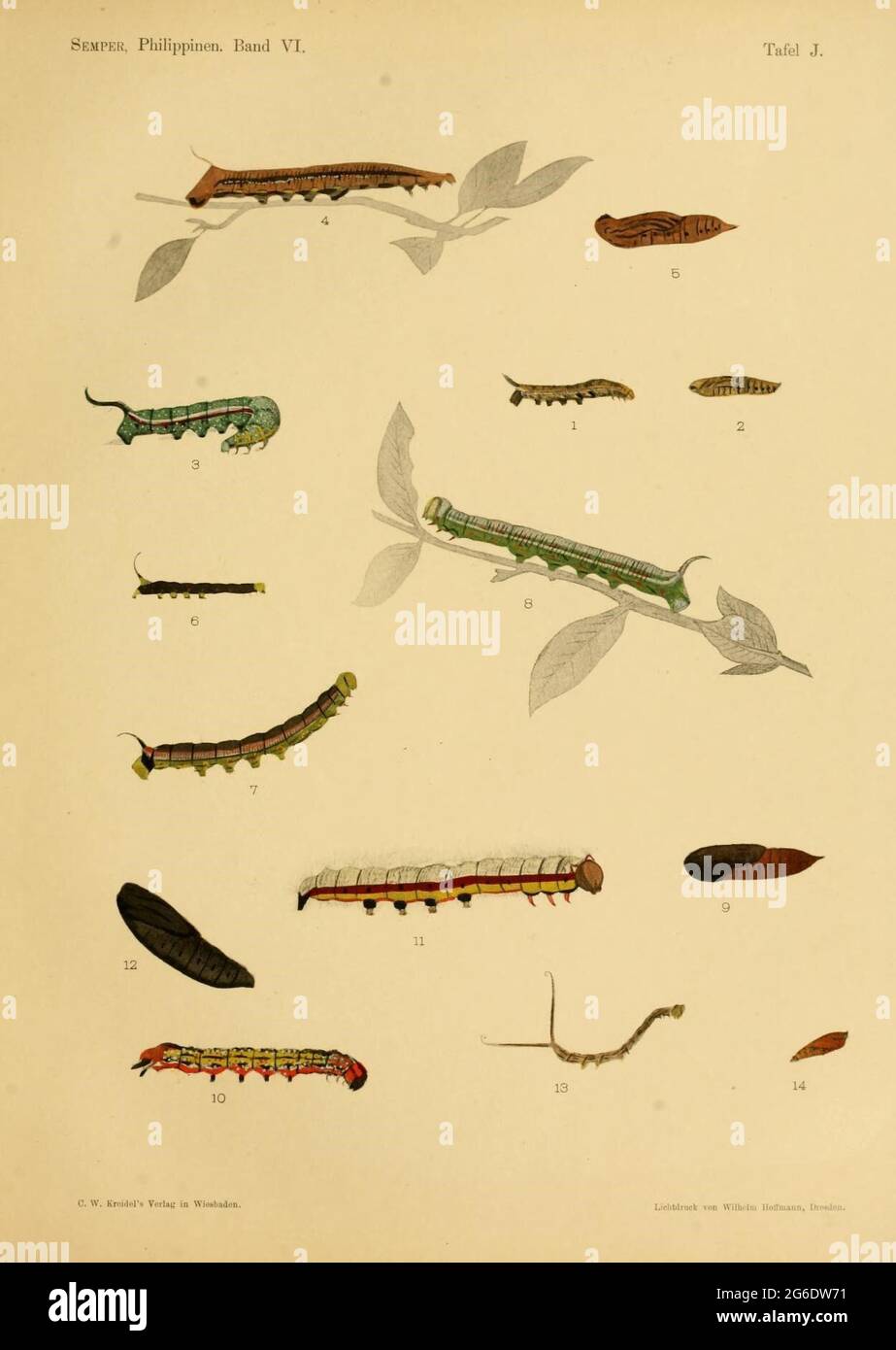 Philippine insect hi-res stock photography and images - Alamy