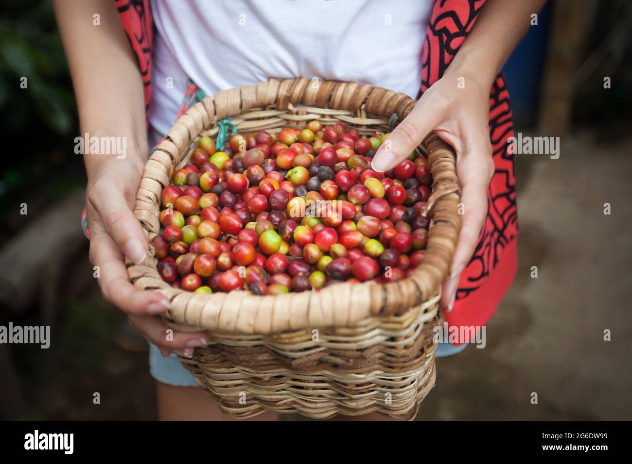 Colombia coffee picker hi-res stock photography and images - Alamy