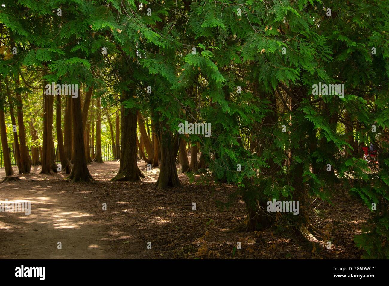 Canopy of trees hi-res stock photography and images - Alamy