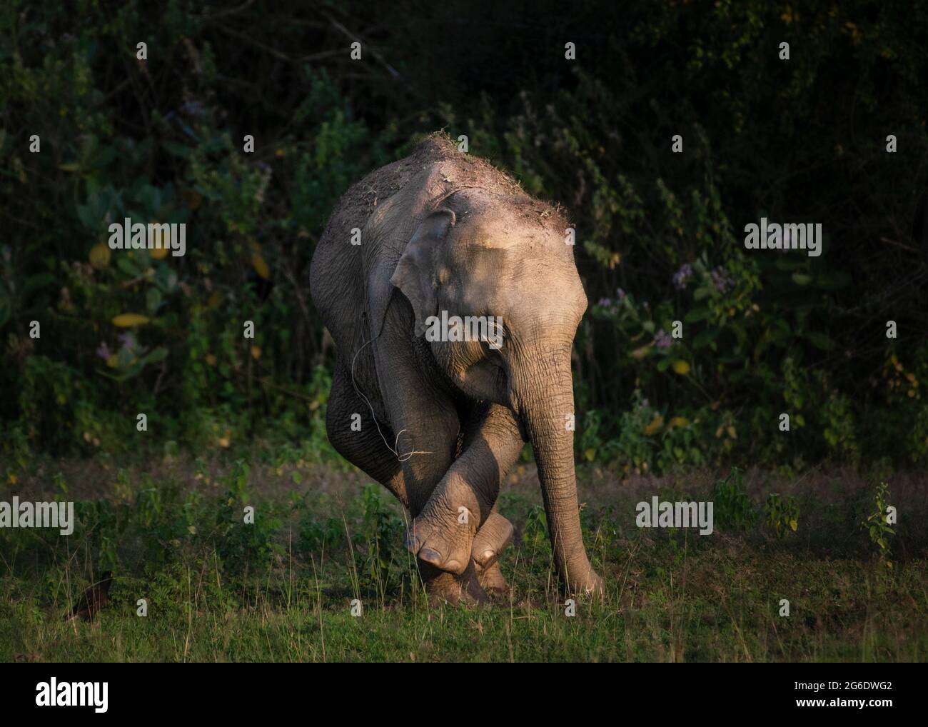 Baby elephant standing with one leg Stock Photo - Alamy