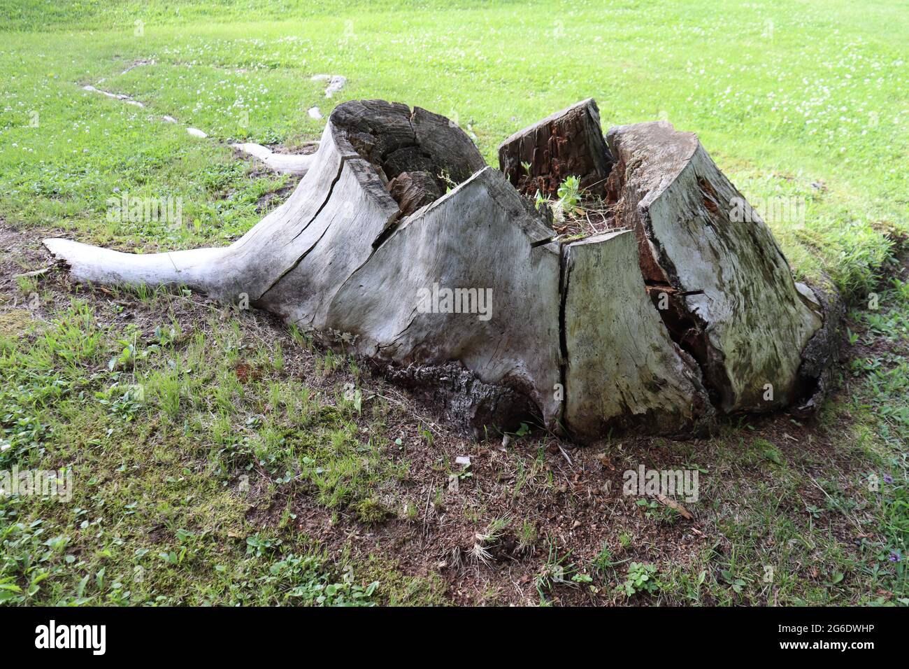 Old and large trunk in a park. Old wood. Tree and nature Stock Photo ...