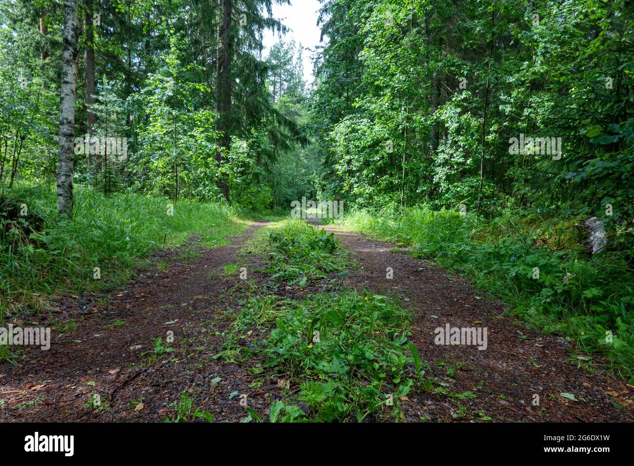 Rural forest road in Mänttä-Vilppula, Finland Stock Photo - Alamy