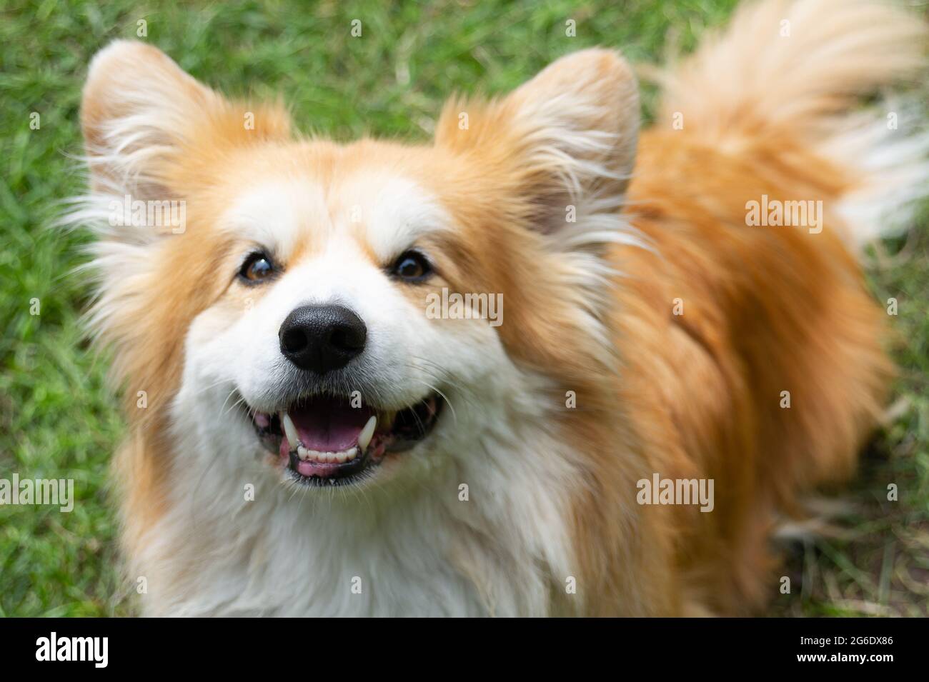 Marcel le corgi hi-res stock photography and images - Alamy